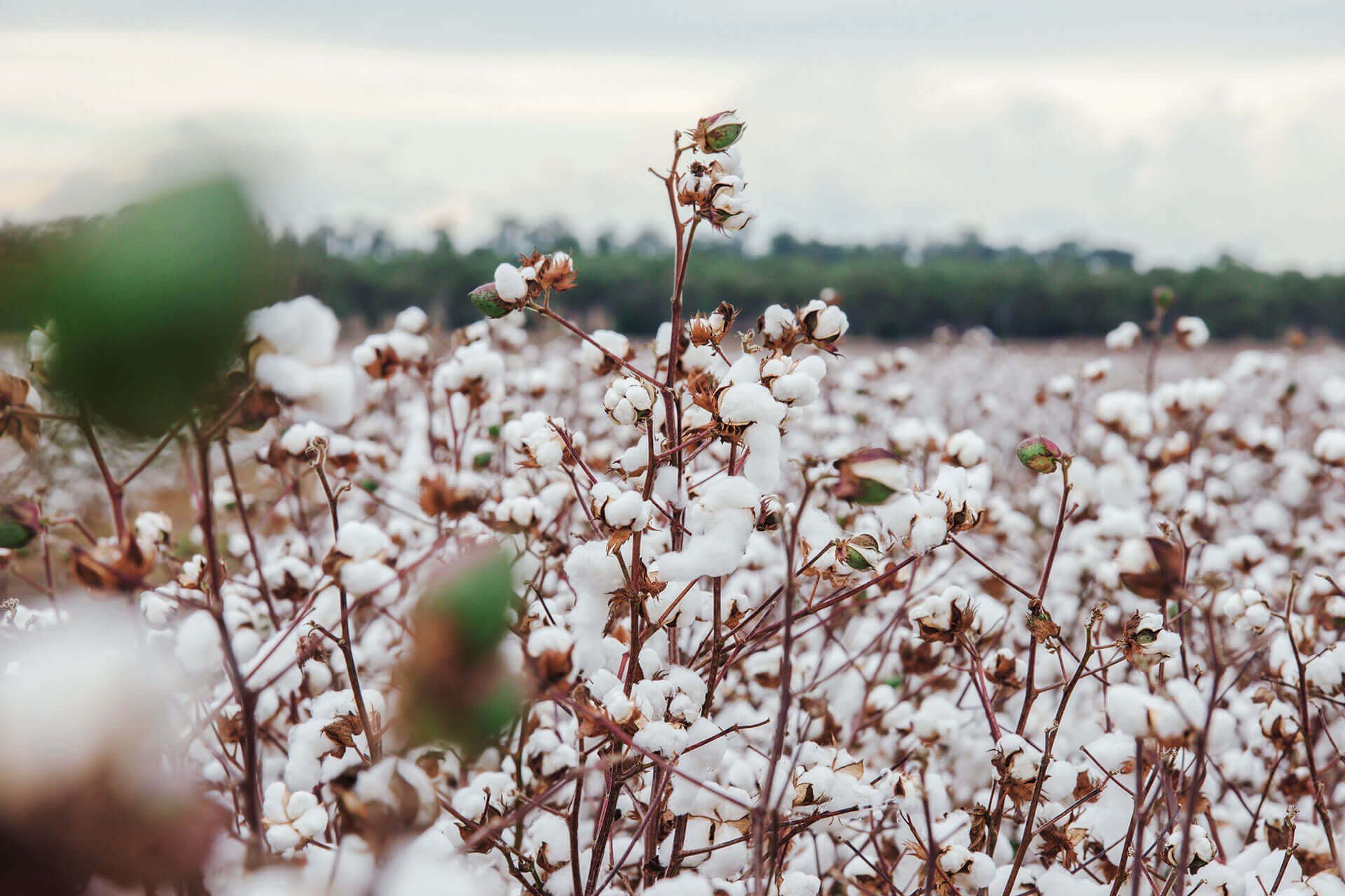 Cotton Insurance – Primacy